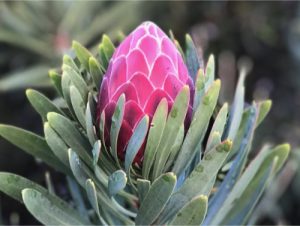 Proteas | R&S Flowers